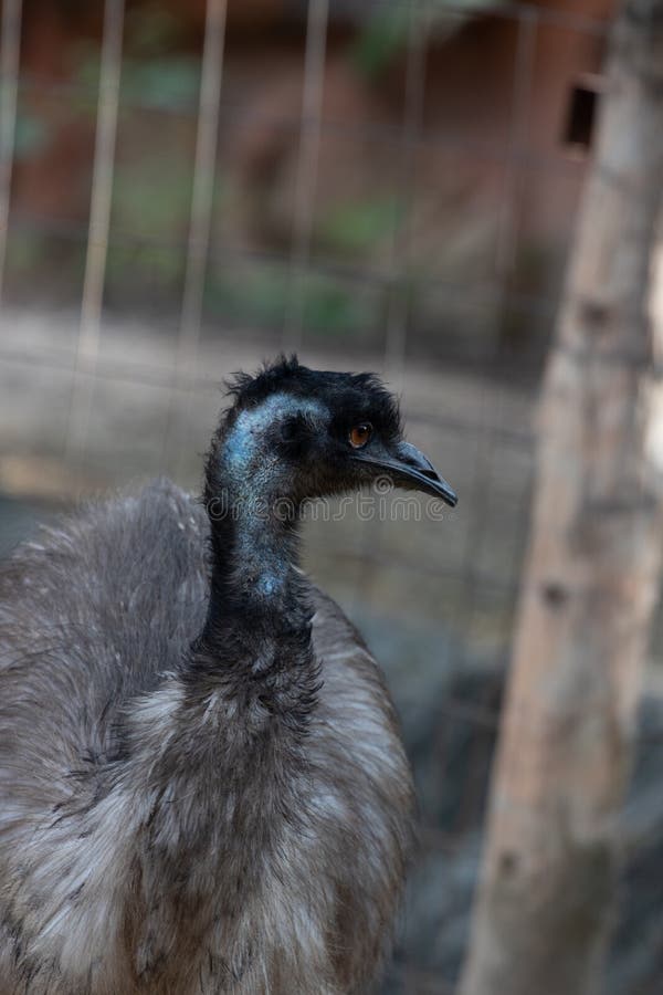Close Up Australian Emu Bird Stock Photo - Image of close, australian ...