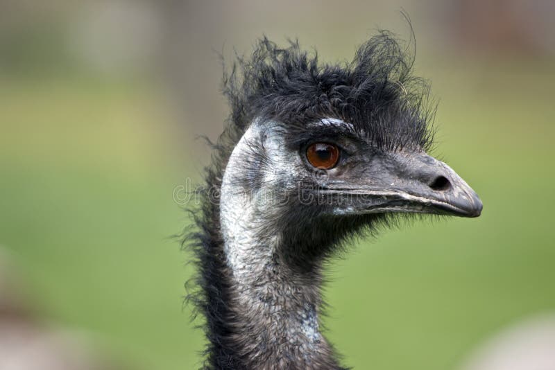 Emu stock image. Image of australia, legs, bird, side - 102105749