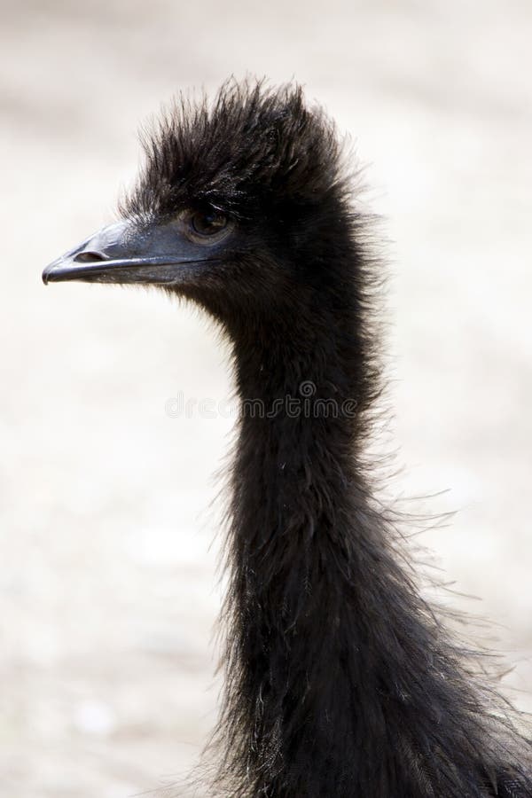 This is a Close Up of an Australian Emu Stock Image - Image of long ...
