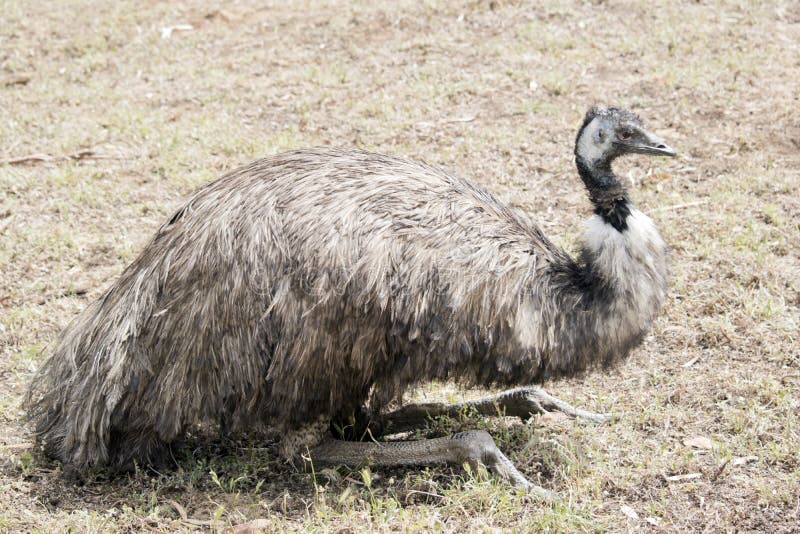 This is a Side View of an Australian Emu Stock Photo - Image of ...