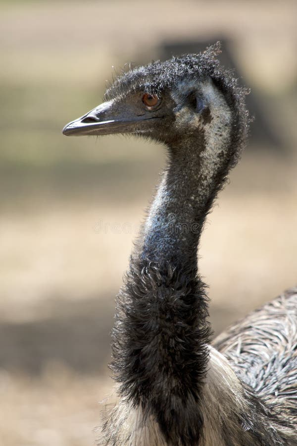 This is a Close Up of an Australian Emu Stock Photo - Image of beak ...