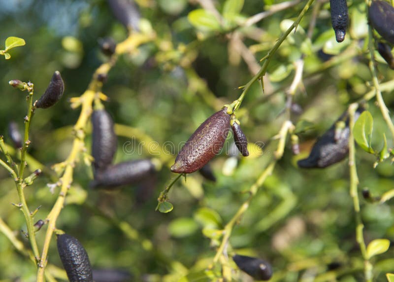Close Up of Australian Finger Limes Growing on Tree Stock Image - Image ...