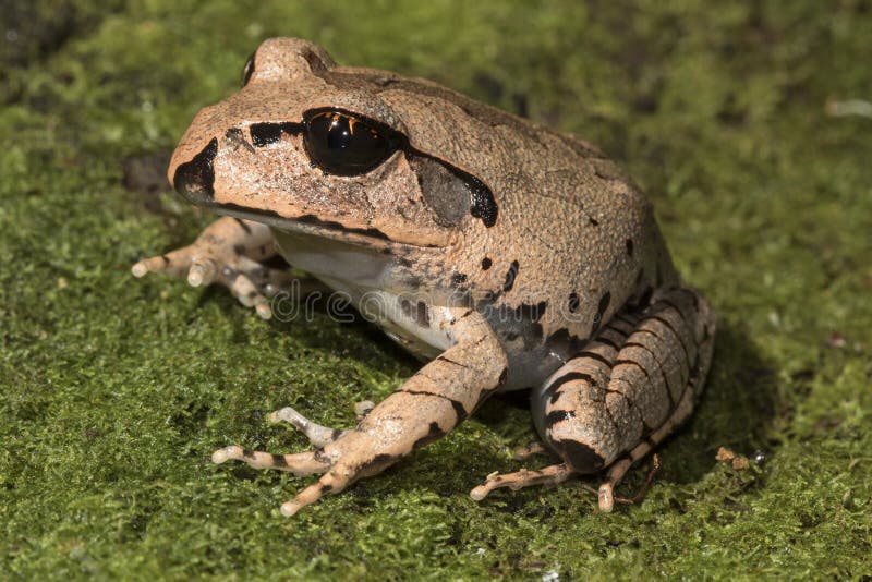 Great Barred Frog stock photo. Image of barred, wildlife - 208090340
