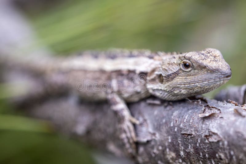Jacky Lizard stock image. Image of australia, jacky - 218662985