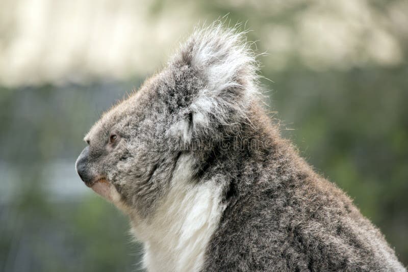 Koala Bear Side View Stock Photos - Free & Royalty-Free Stock Photos ...