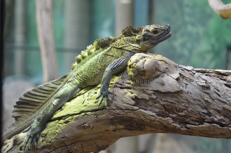 Close Up of Australian Lizard with Spiny Back Stock Image - Image of ...