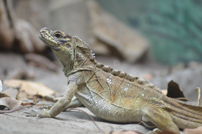 4,417 Australian Lizard Stock Photos - Free & Royalty-Free Stock Photos ...