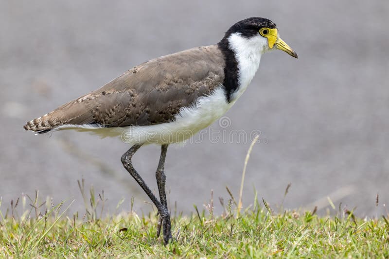 Australian Masked Lapwing stock photo. Image of lapwing - 236976764
