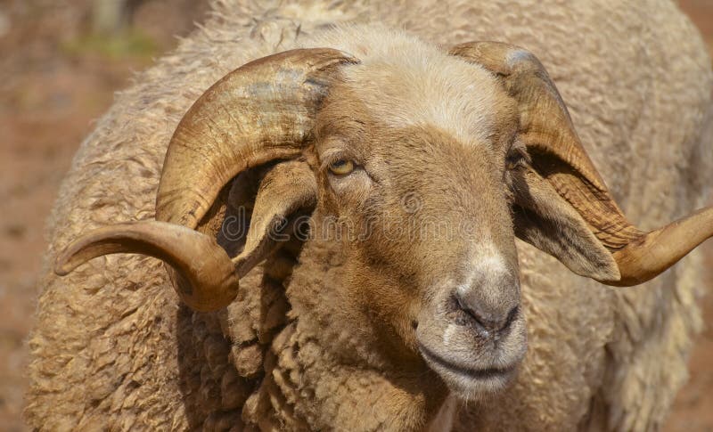 Close-up of Australian Ram Watching You Stock Photo - Image of rocky ...