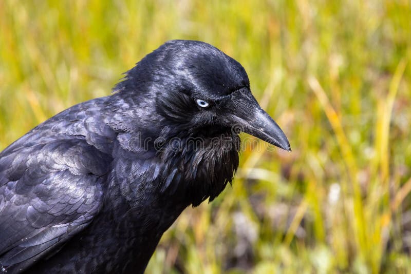 Australian Raven stock photo. Image of corvid, close - 254520630