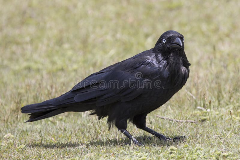 Australian Raven stock photo. Image of australian, corvid - 205797646