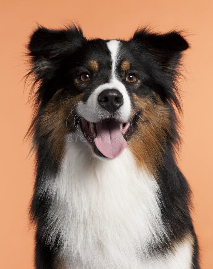 Miniature Australian Shepherd Showing Bottom Teeth Stock Image - Image ...