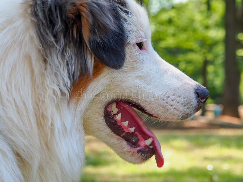 Close-up of Australian Shepherd Dog`s Face in Profile at a Park Stock ...