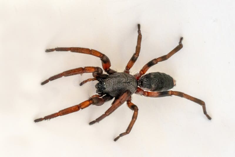Australian White-tailed Spider Stock Image - Image of venemous ...