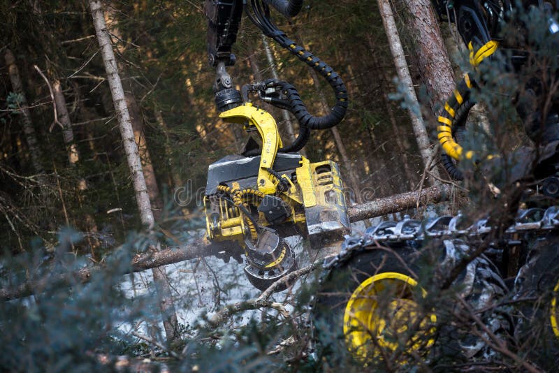 Close-up. the Automatic Harvester Saw Cuts a Tree Trunk in Two Against ...