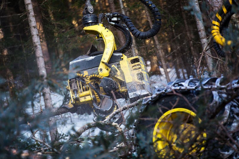 Close-up. the Automatic Harvester Saw Cuts a Tree Trunk in Two Against ...
