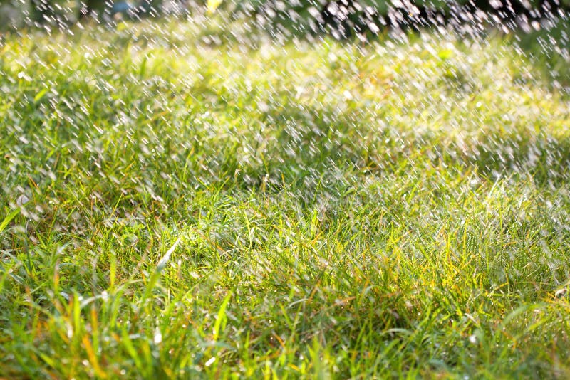 Close-up of Automatic Lawn Watering. Water Drops Fall on Green Lawn ...