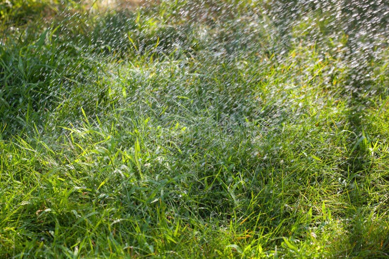 Close-up of Automatic Lawn Watering. Water Drops Fall on Green Lawn ...