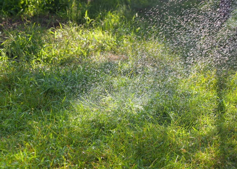 Close-up of Automatic Lawn Watering. Water Drops Fall on Green Lawn ...