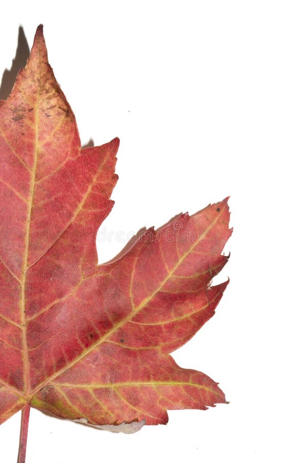 Close Up of an Autumn Acer Leaf on a White Background Stock Image ...
