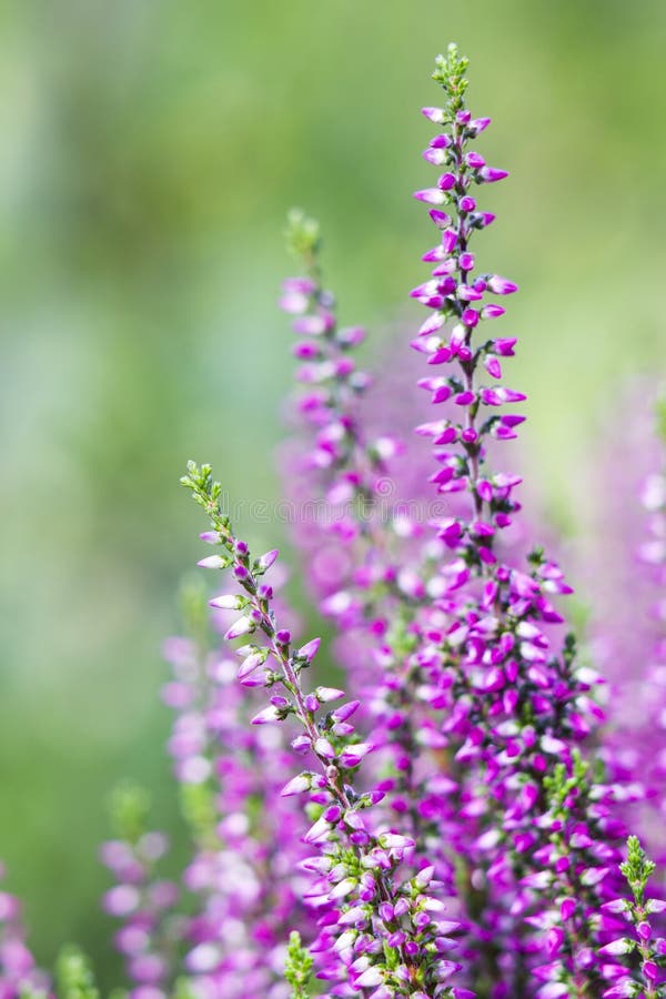 Autumn heather with bokeh stock photo. Image of abstract - 44451930