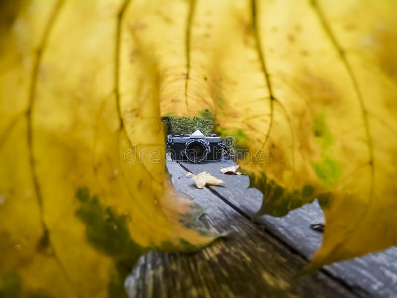 Close Up Autumn Leaf with Camera in the Background Stock Photo - Image ...
