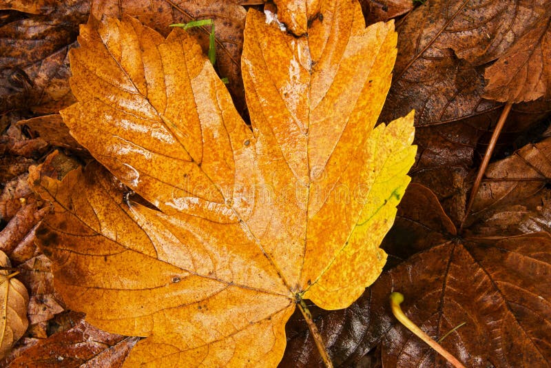 Close up of autumn leaf stock photo. Image of ground - 78660190