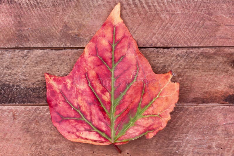 Close up of autumn leaf stock image. Image of brown, leaf - 34057167