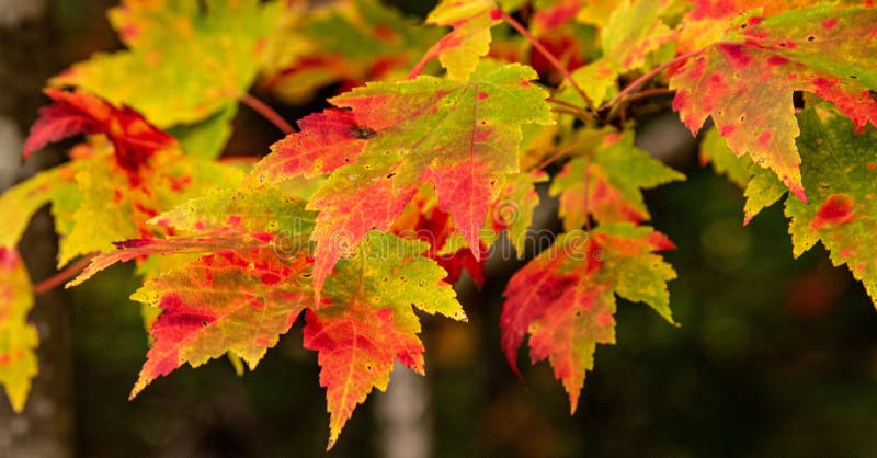 Close Up of Autumn Leaves Turning Red Stock Image - Image of park ...