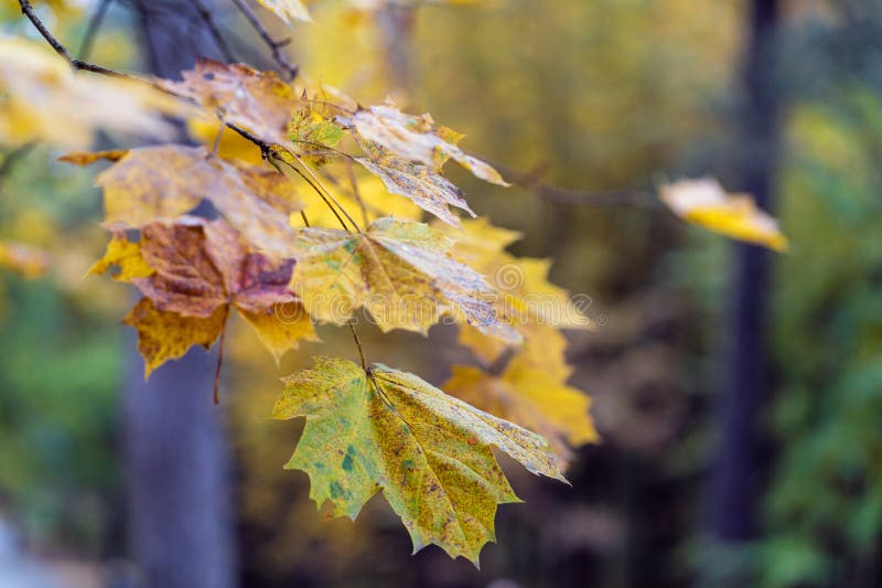Close-Up of Autumn Maple Leaves in a Forest with Golden Background ...