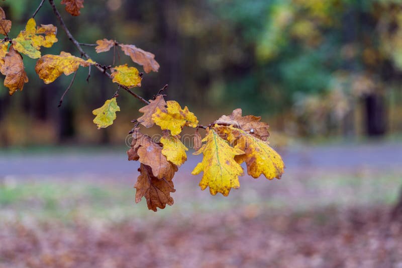 Close-Up of Autumn Oak Leaves in a Forest with Golden Background Stock ...