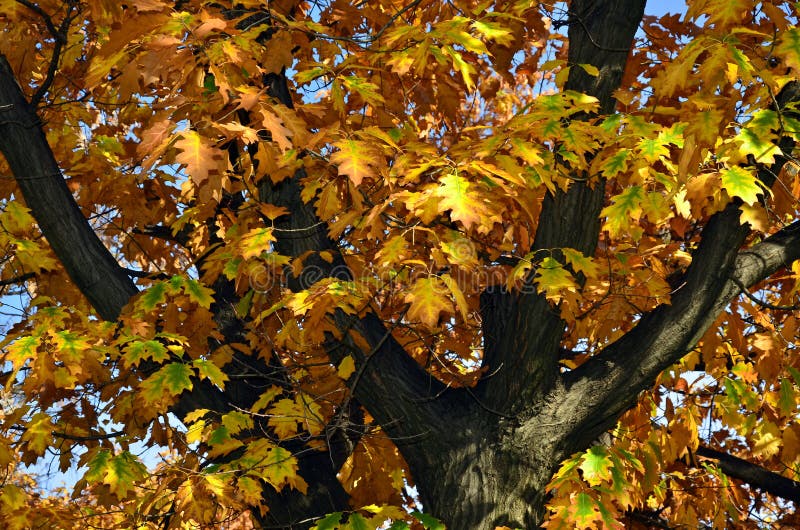 Close-up autumn tree stock photo. Image of fall, nature - 27495674