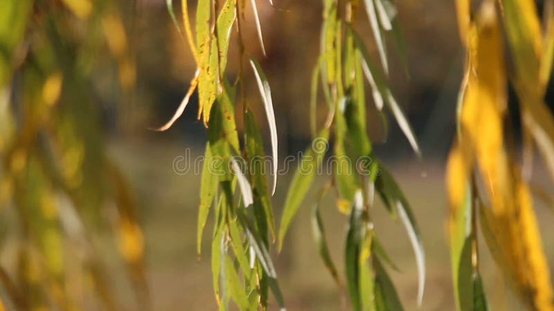 Autumn willow tree leaves stock footage. Video of close - 164982462