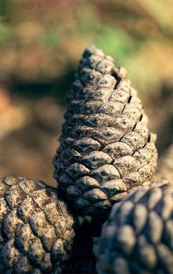 Three Dry Pine Cones in the Forest Stock Image - Image of autumn ...