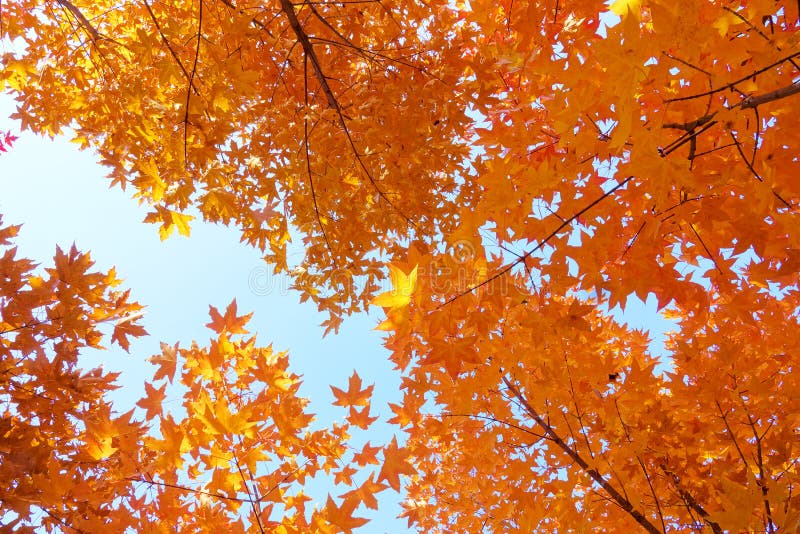 Autumnal maple tree stock image. Image of deciduous - 162110947