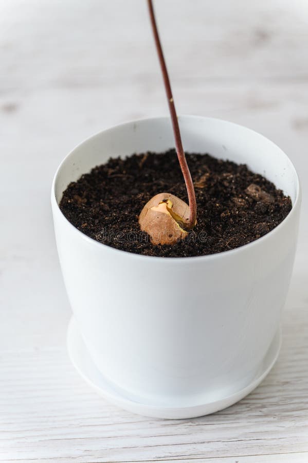 Close-up of an Avocado Seed with Sprouted Sprout in a Pot Stock Image ...