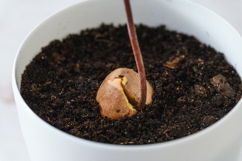 Close-up of an Avocado Seed with Sprouted Sprout in a Pot Stock Image ...