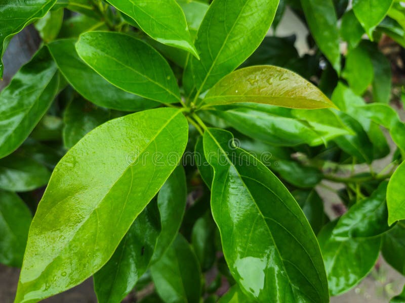 Close Up of Avocado Tree from Top View Stock Photo - Image of exotic ...