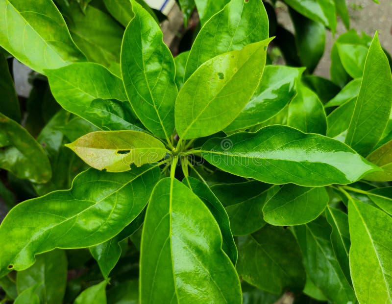 Close Up of Avocado Tree from Top View Stock Image - Image of white ...