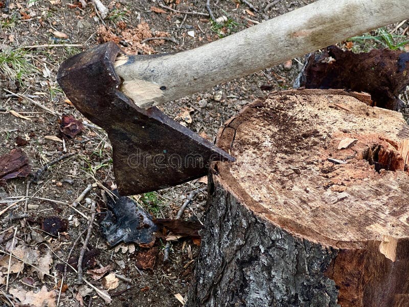 Close-up of an Axe Stuck in a Tree Stump Surrounded by Forest Debris ...