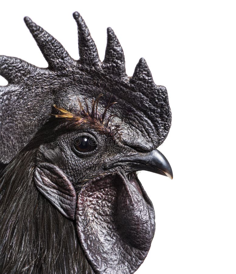 Close-up on a Ayam Cemani Rooster Chicken, Isolated on White Stock ...