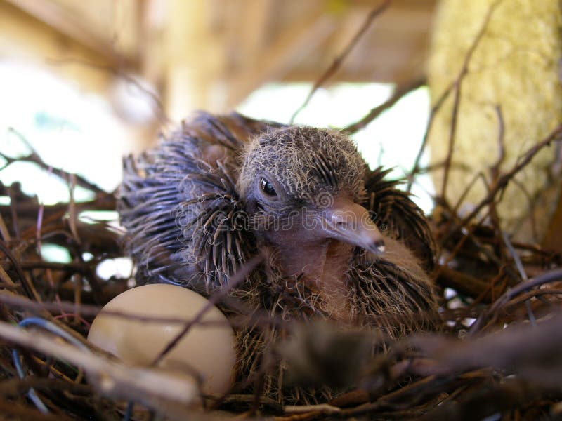 Close-up of a Baby Bird in a Nest with an Egg Stock Image - Image of ...