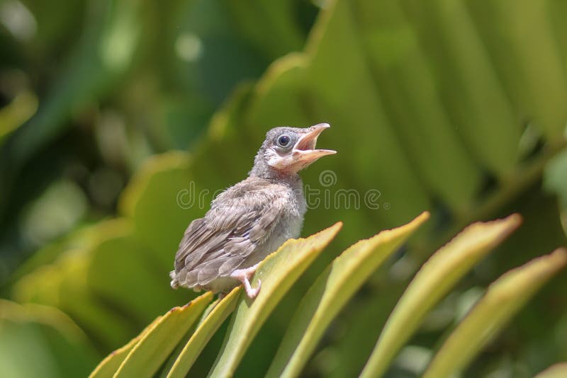 Close Up Baby Bulbul Tree Sunlight Stock Photo - Image of sunlight ...