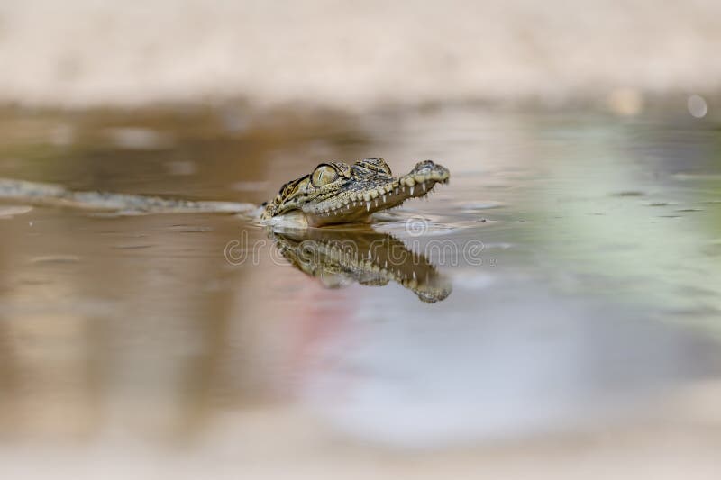 Close Up of Baby Crocodile on the Water Stock Photo - Image of reptile ...