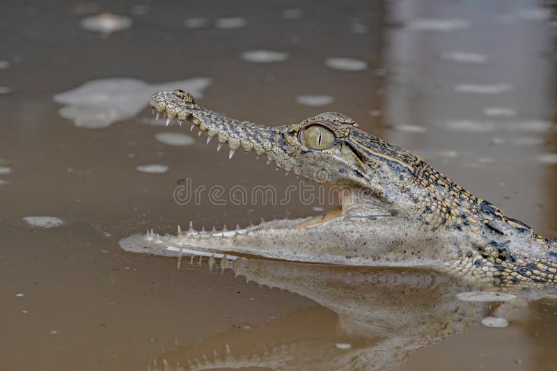 Close Up of Baby Crocodile on the Water Stock Photo - Image of wildlife ...