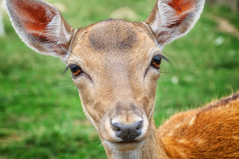 Baby deer stock photo. Image of growing, grass, brown - 5635566