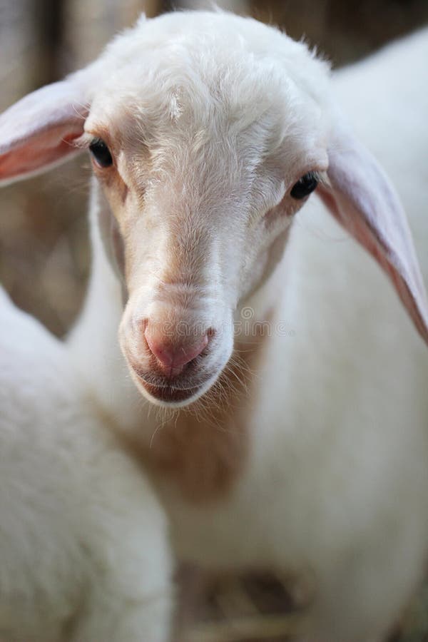 Face Lamb Stock Photos - Download 6,527 Royalty Free Photos