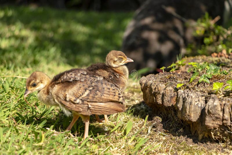 Peachick in close up stock photo. Image of animal, beak - 126254198
