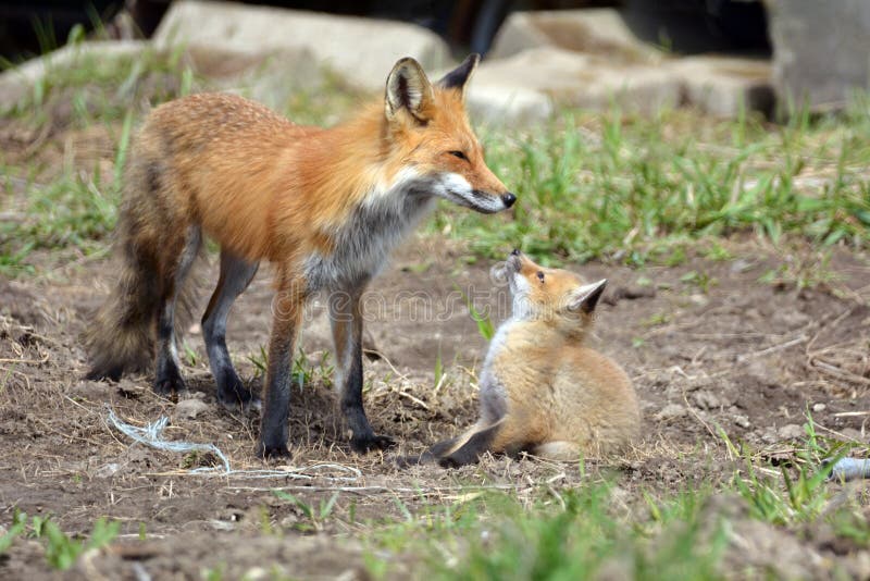 Close Up of a Baby Red Fox Cub and Its Mother Stock Photo - Image of ... Close Up of a Baby Red Fox Cub and Its Mother Stock Photo - Image of ...