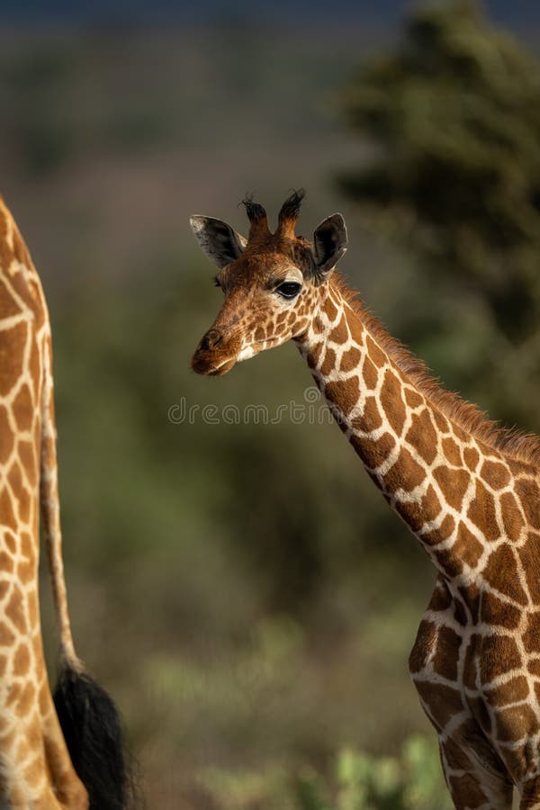 Close-up of Baby Reticulated Giraffe Behind Another Stock Image - Image ...